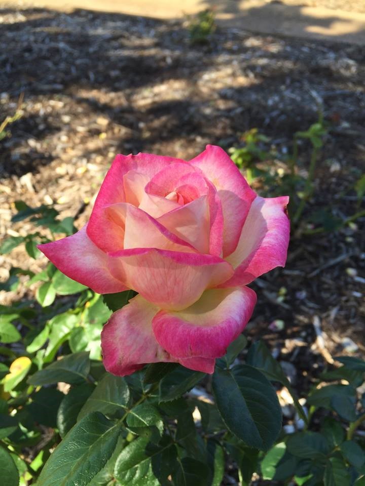 Transplanting the Harper Rose | MEADOR.ORG