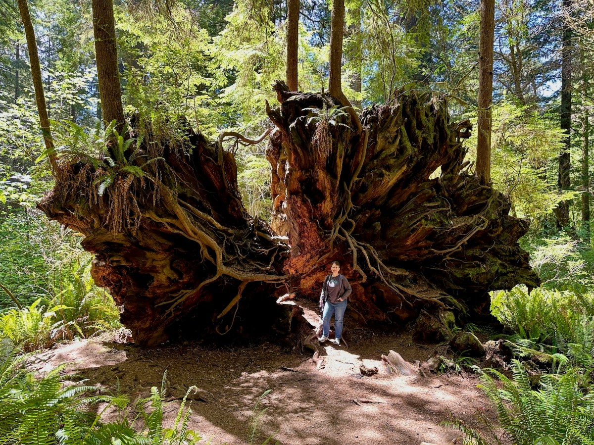 Redwoods Trip V: Cathedral Trees, Elk Meadow | MEADOR.ORG